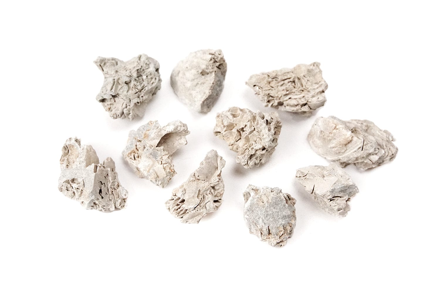Limestone Fossil, 10/pk – Arbor Scientific